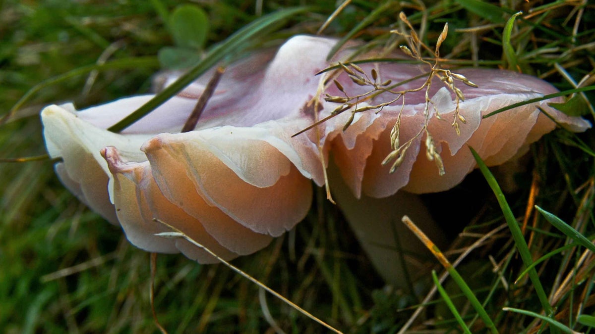 Grassland Fungi Project at Hardcastle Crags | National Trust