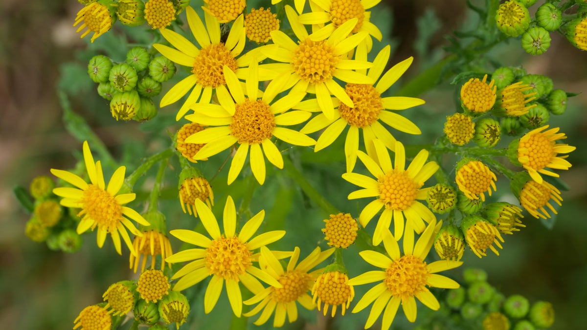Managing trees & ragwort | Gloucestershire | National Trust