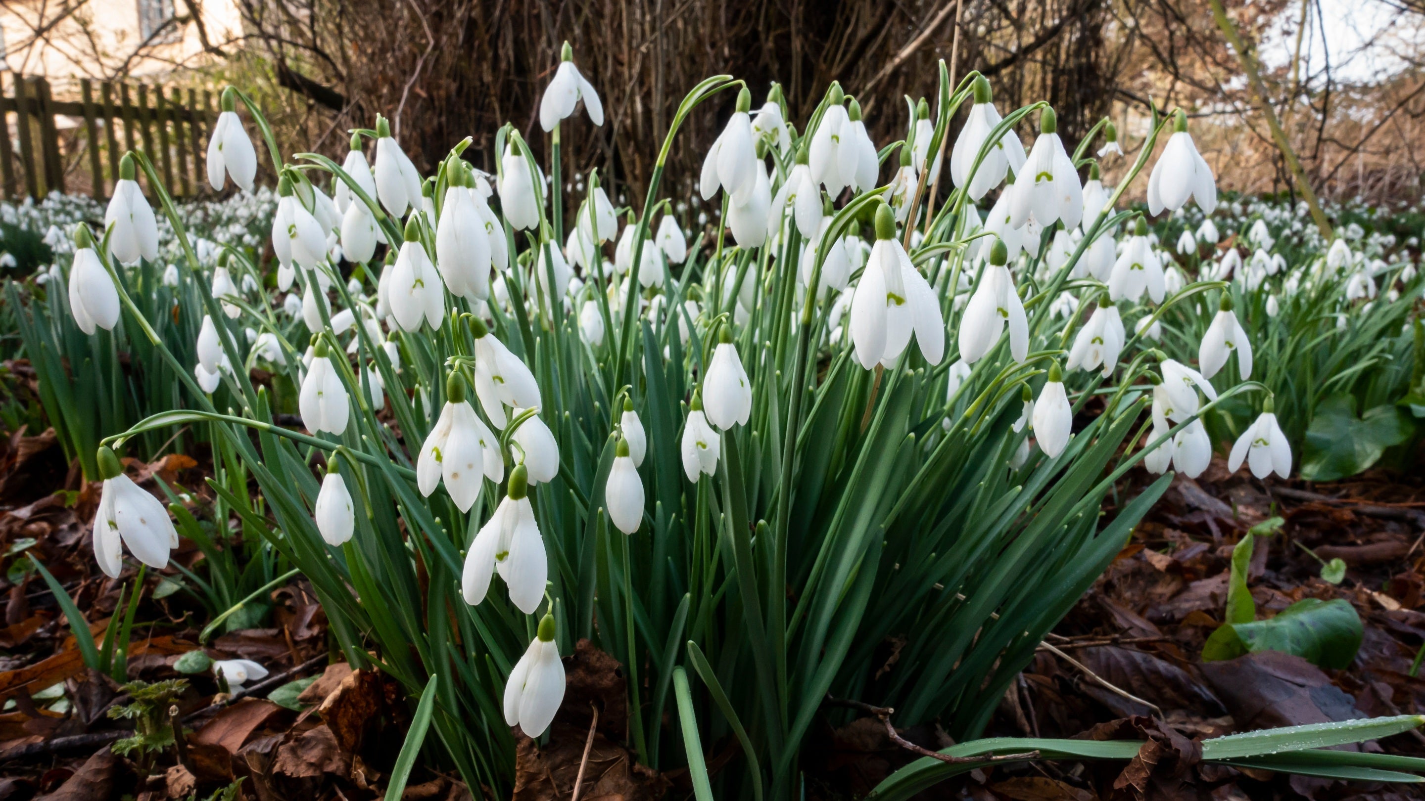 Where to see snowdrops | National Trust