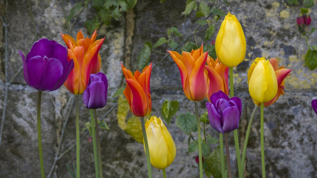 The history of tulips | National Trust