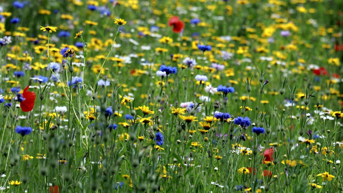 Making meadows in Eryri (Snowdonia)│Wales | National Trust