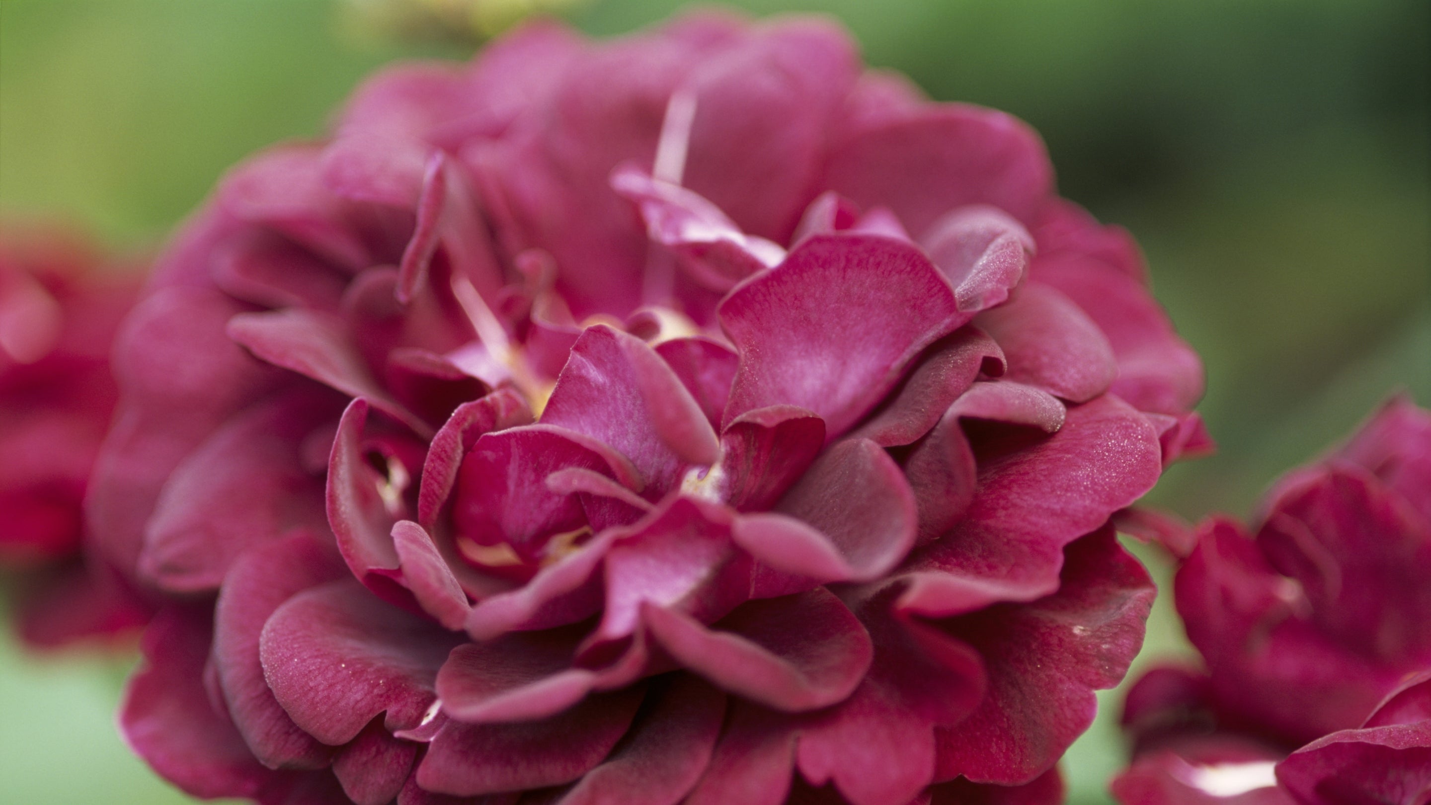 How to make a rose arch │Gardening tips | National Trust