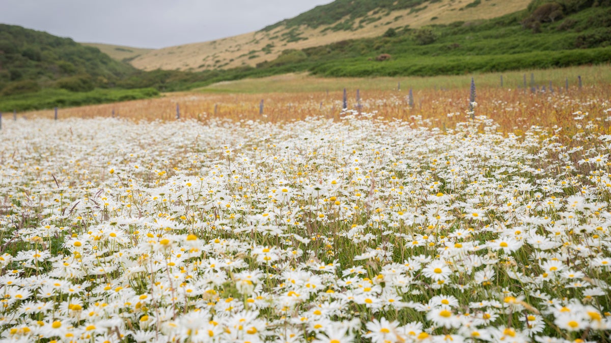 Press release | Media | National Trust