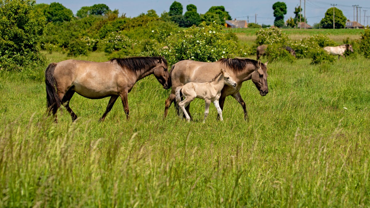 Home | National Trust
