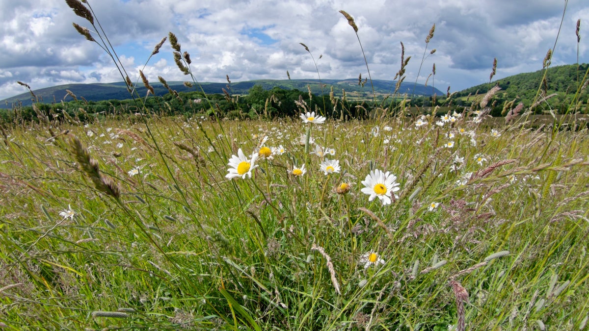 Hay meadow conservation | National Trust