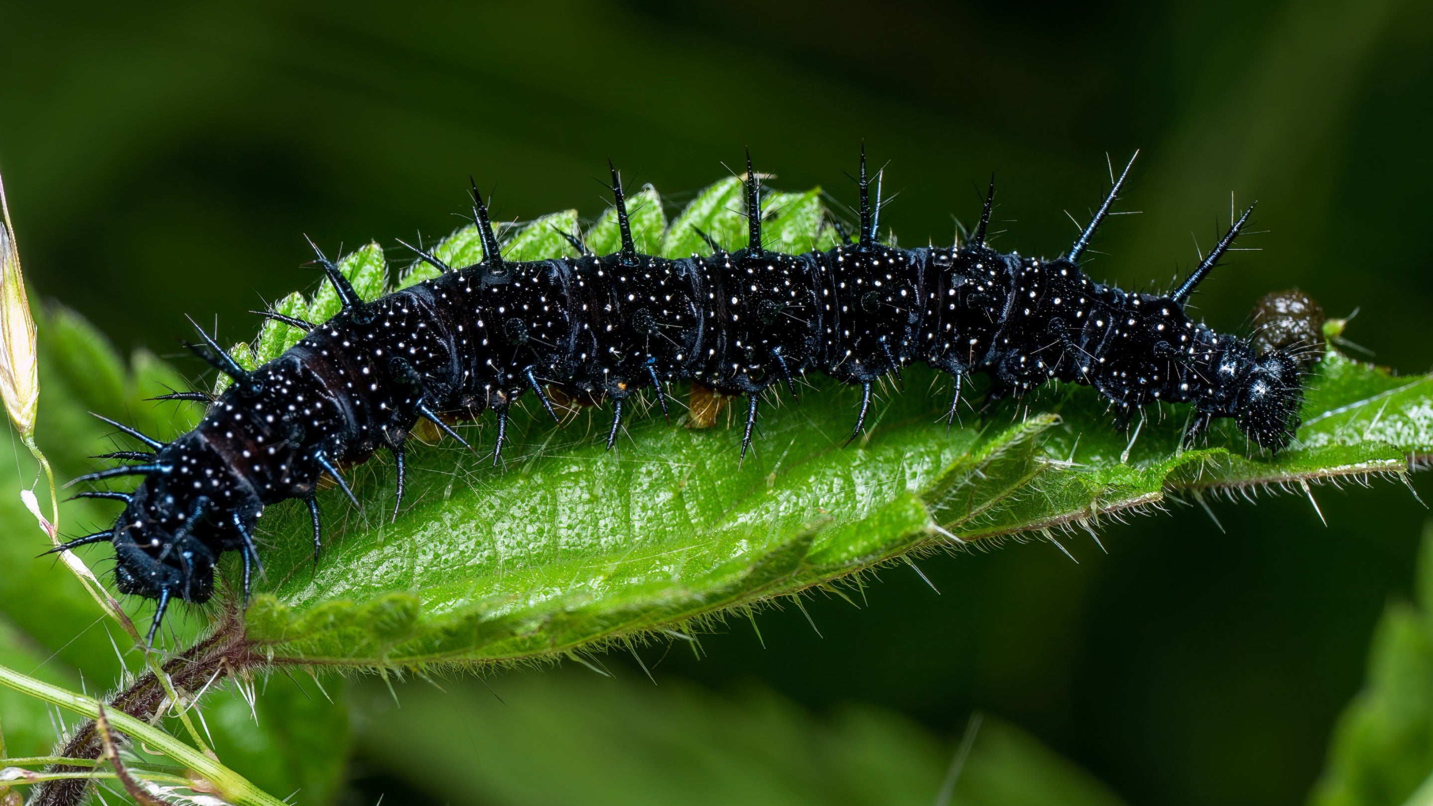 How Do Caterpillars Grow