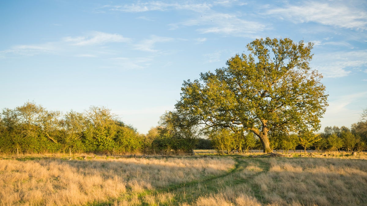 Plant a tree for charity with us | National Trust