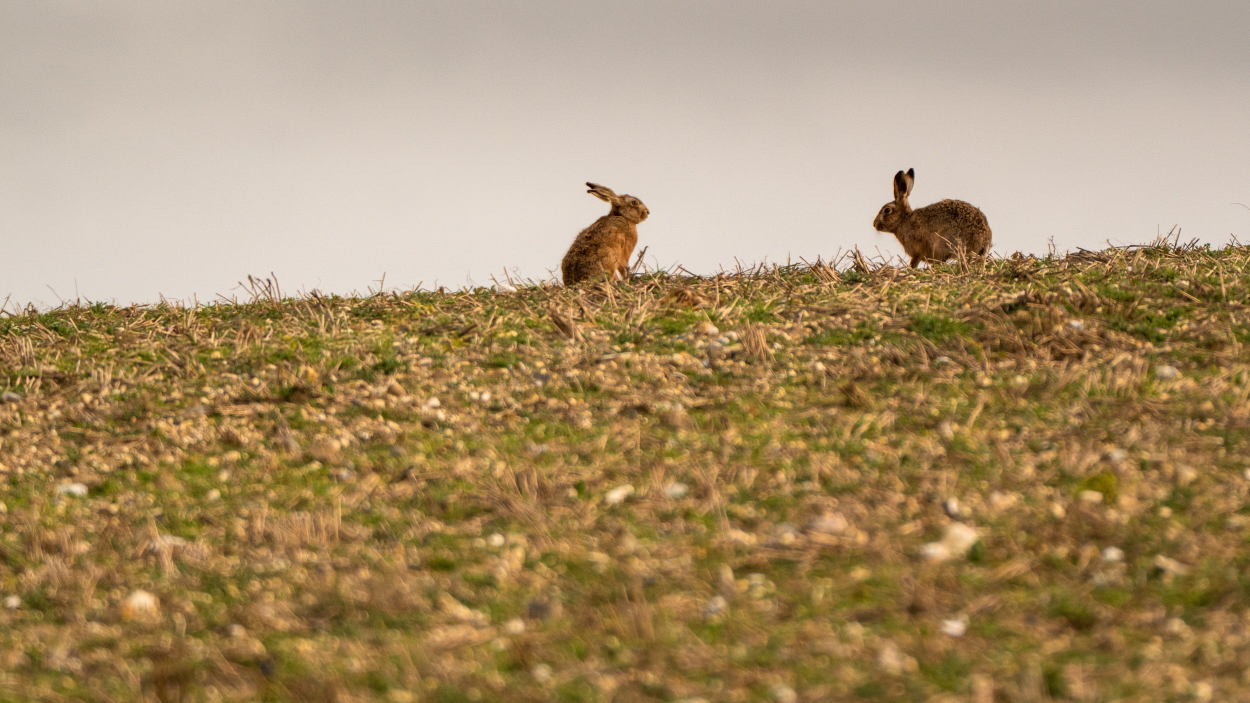 Where to see hares | National Trust