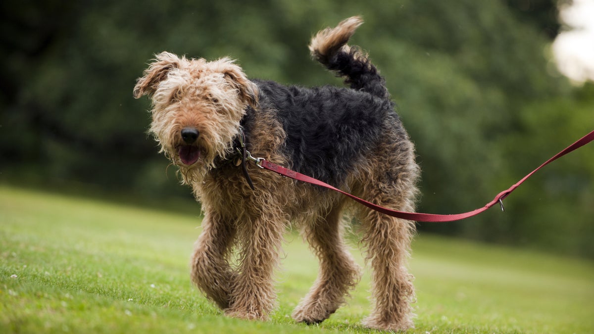 Dogs at Trerice |Newquay | Cornwall | National Trust