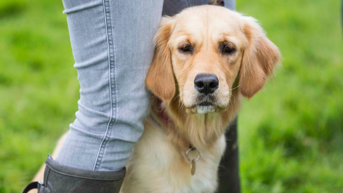 Dog Walking at Nunnington Hall | Yorkshire | National Trust