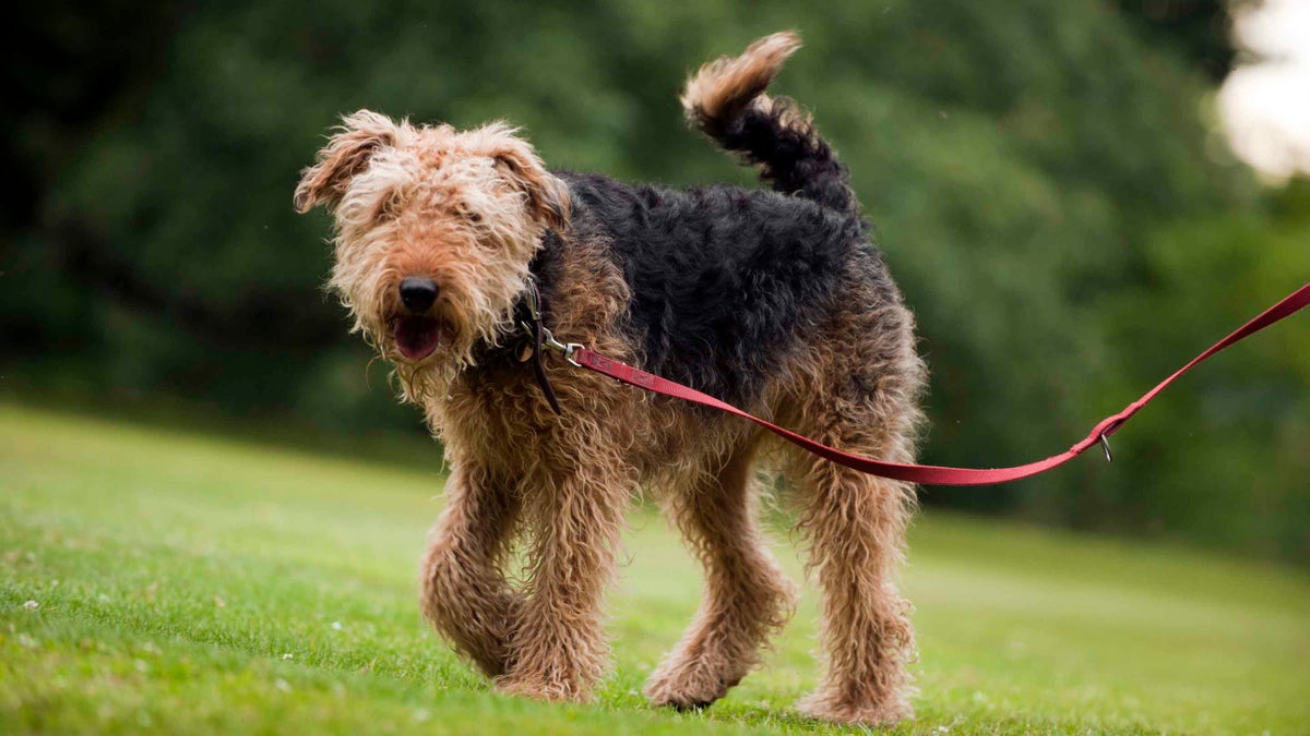 Dog walking at Mottistone | Isle of Wight | National Trust