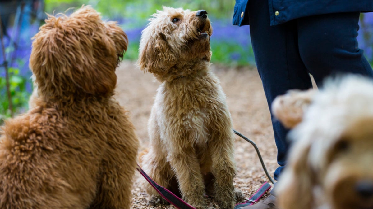 Visit Castle Drogo with your dog | Devon | National Trust