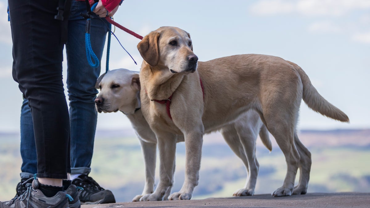 Dog walking at Mill Bay | Devon | National Trust