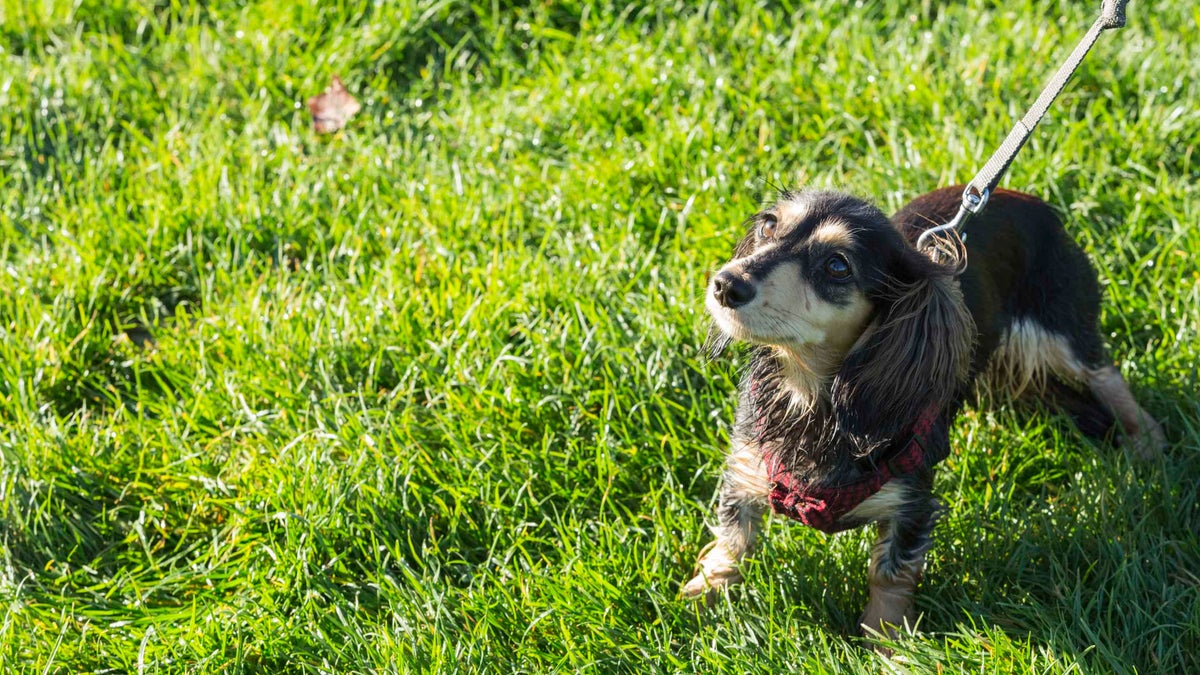 Visit Barrington Court with dogs | Somerset | National Trust