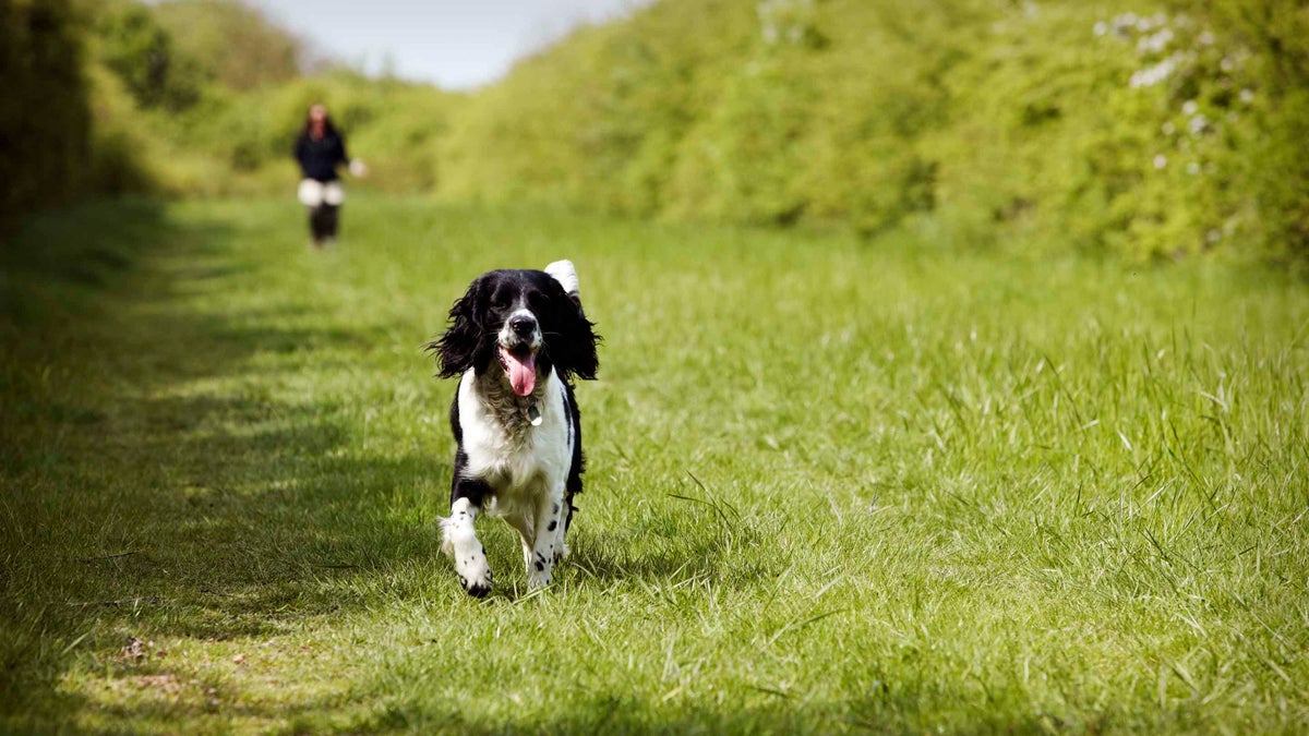 Dog walking at Montacute House | Somerset | National Trust