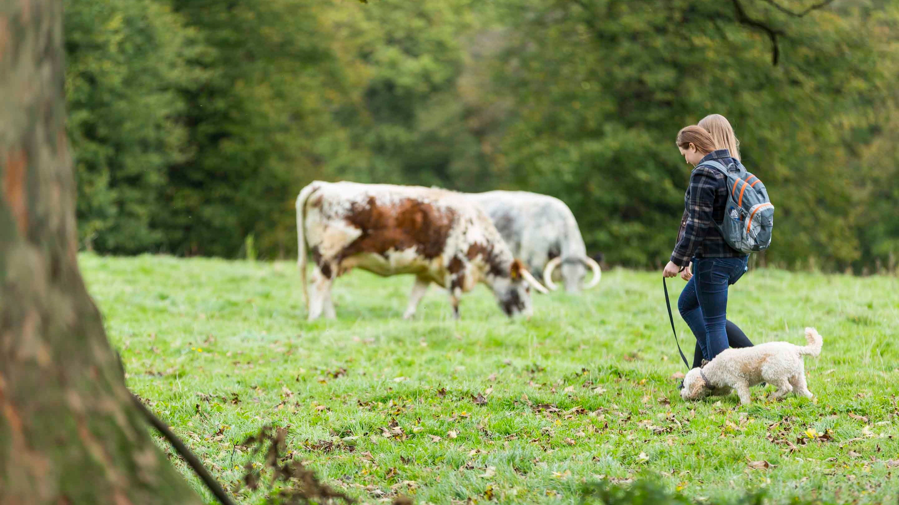 Dog walking at Ludshott Common | Hampshire | National Trust