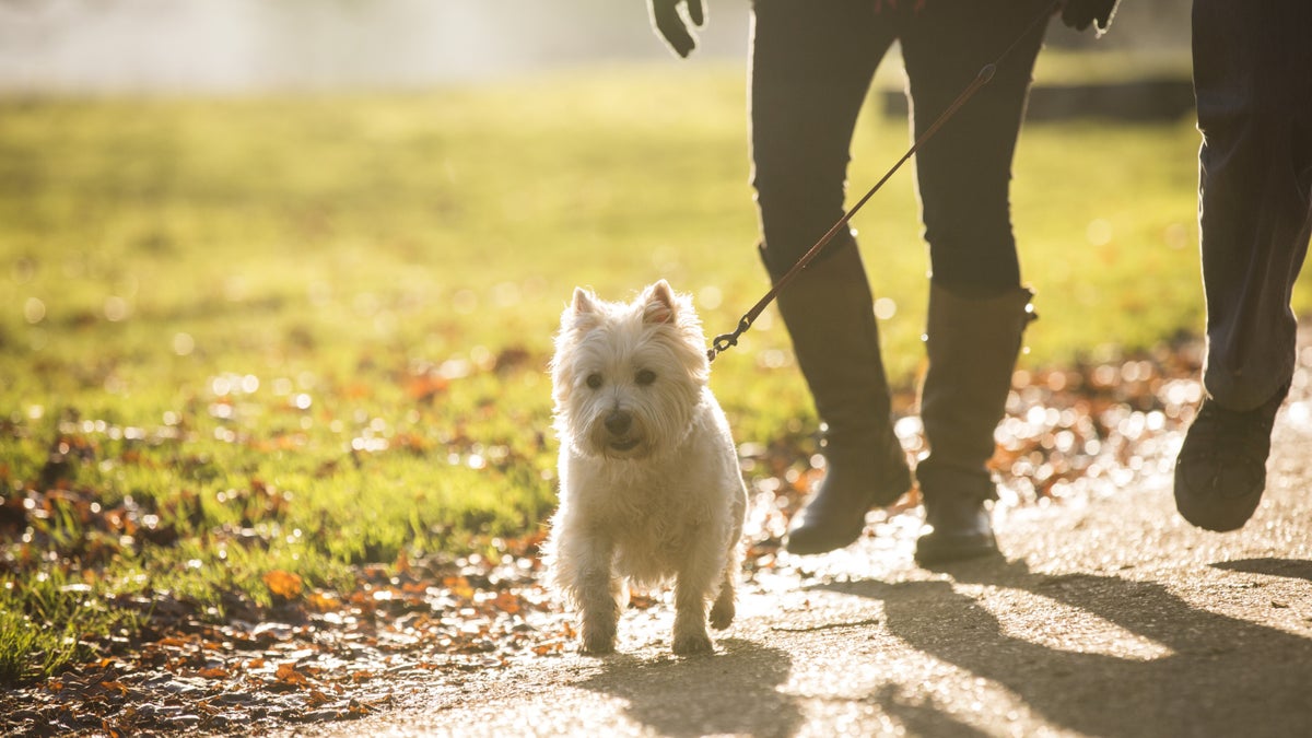 Dog walking at Uppark | West Sussex | National Trust