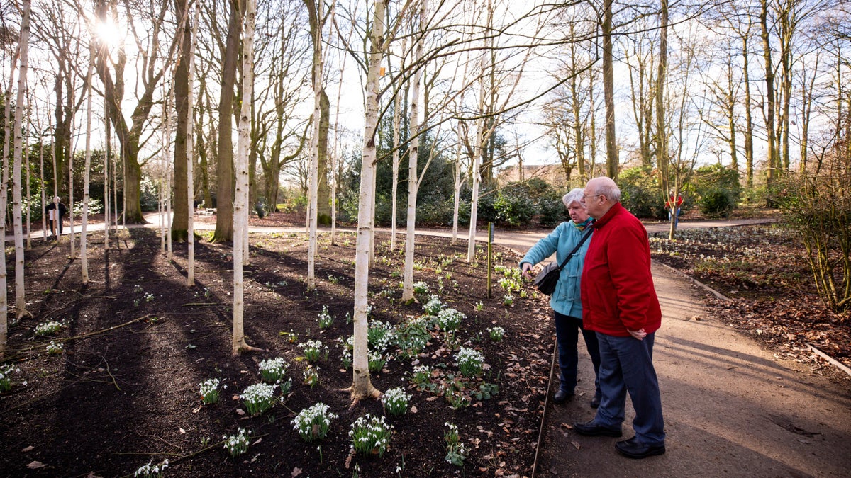 Best places to see snowdrops | National Trust