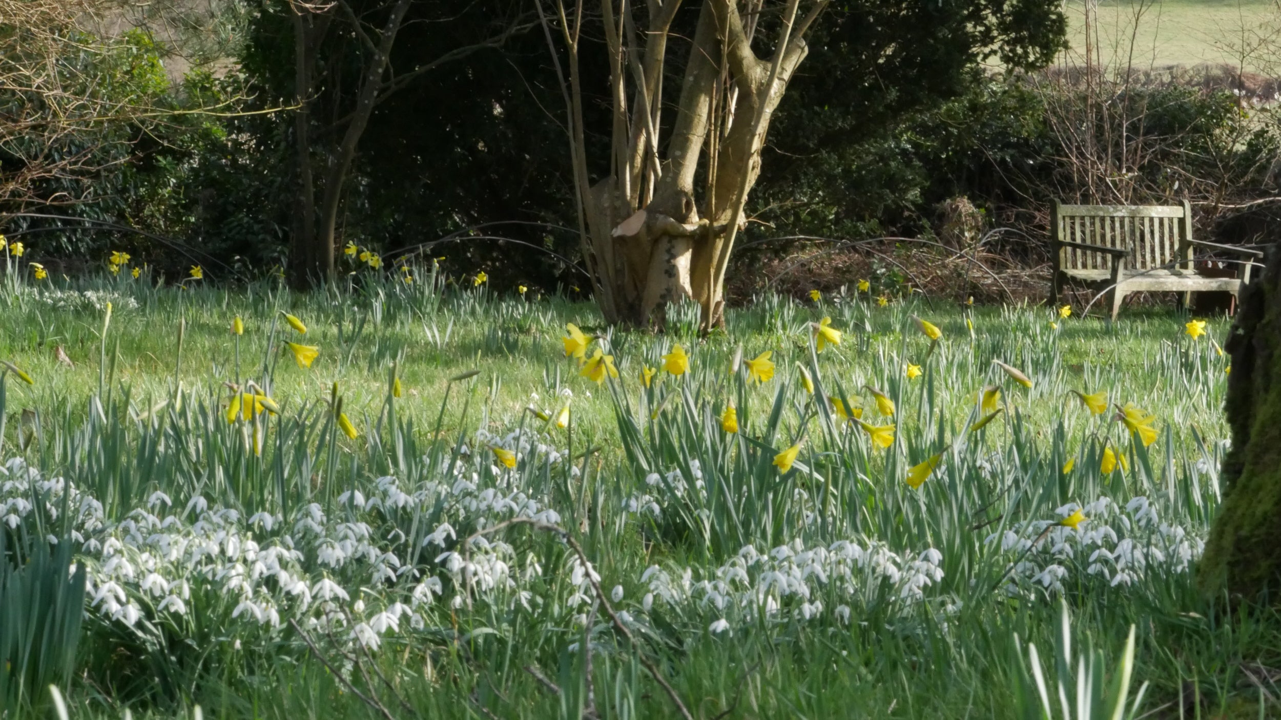 Where to see snowdrops | National Trust