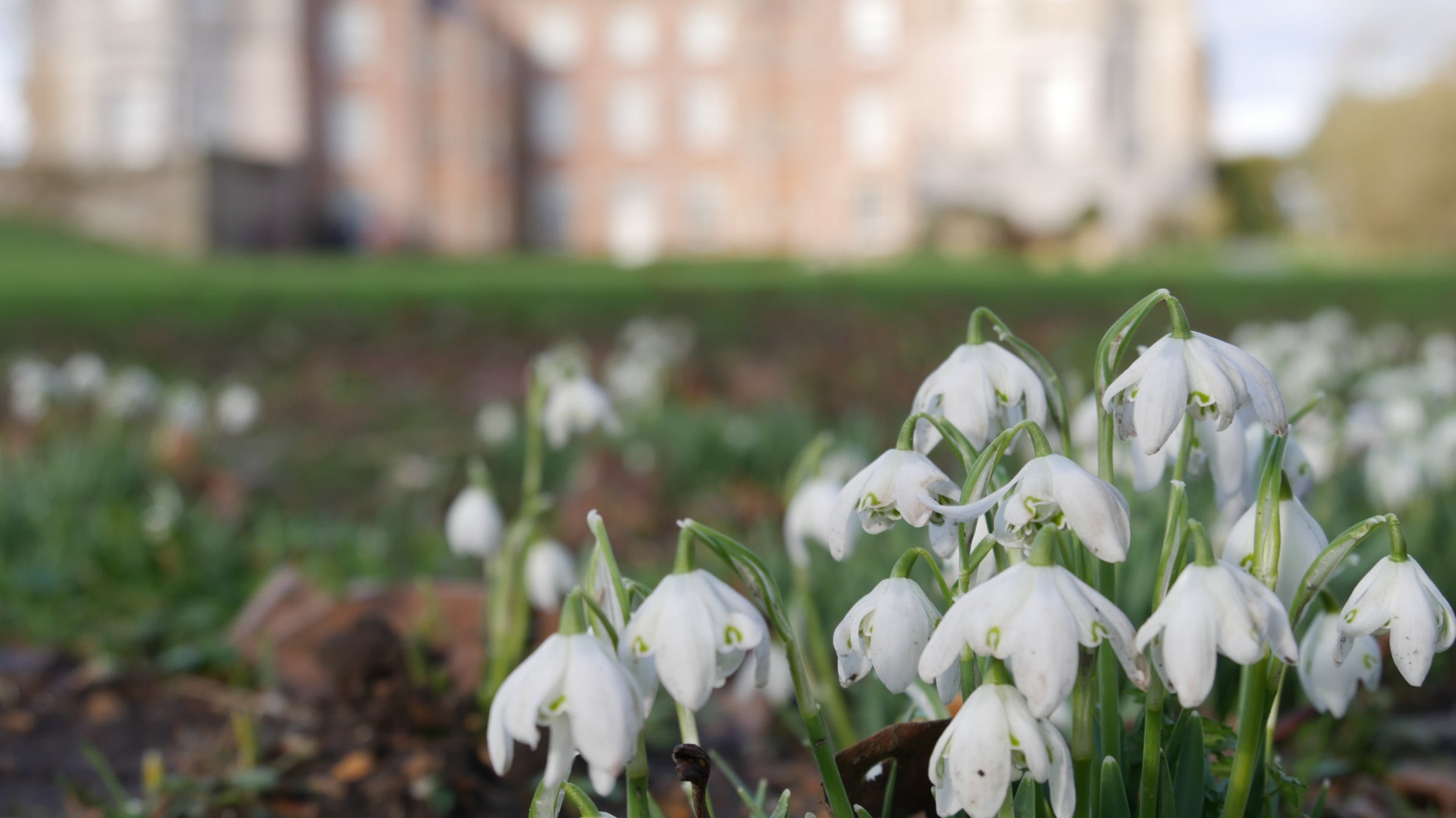 Where to see snowdrops | National Trust