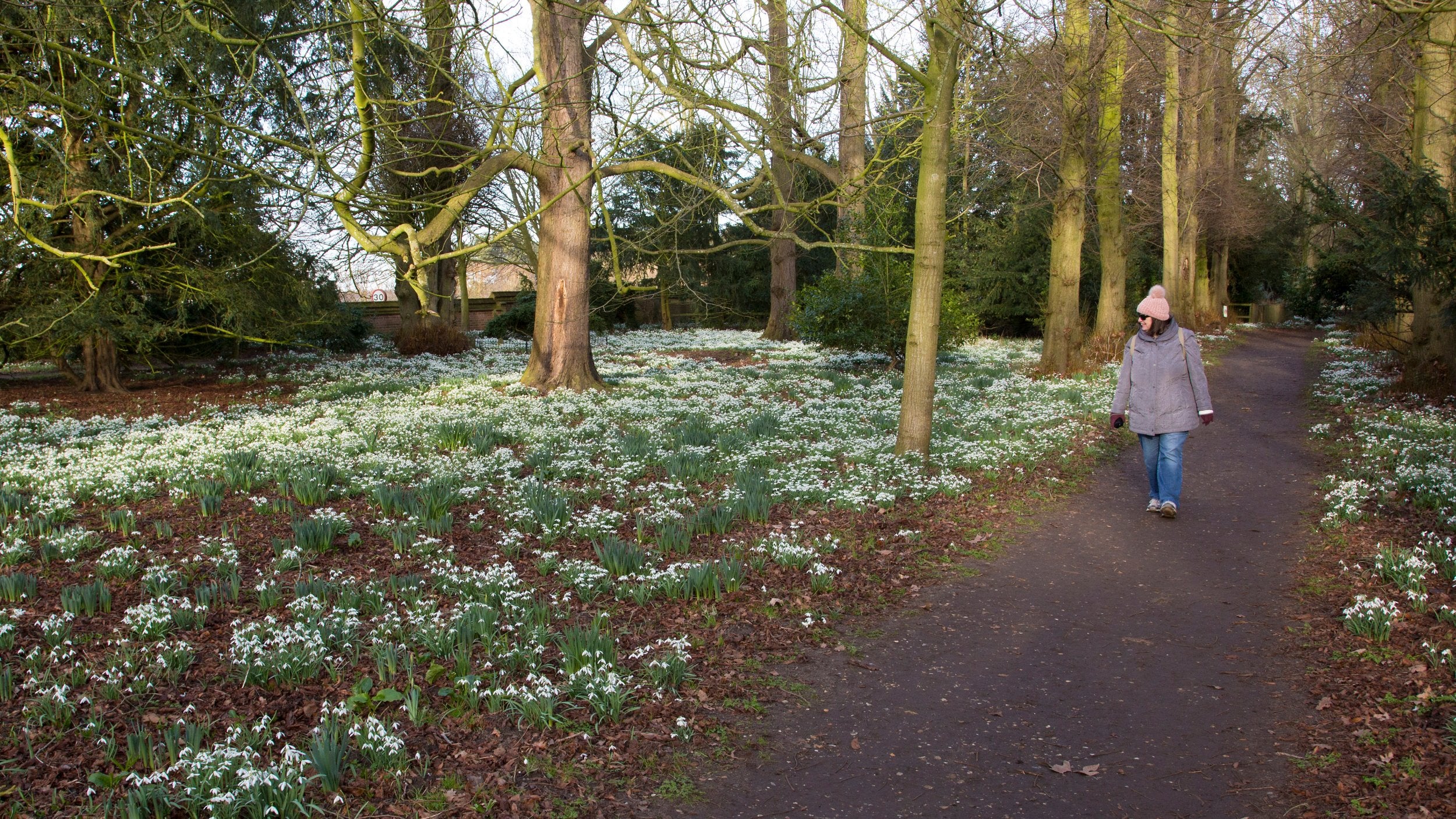 Where to see snowdrops | National Trust