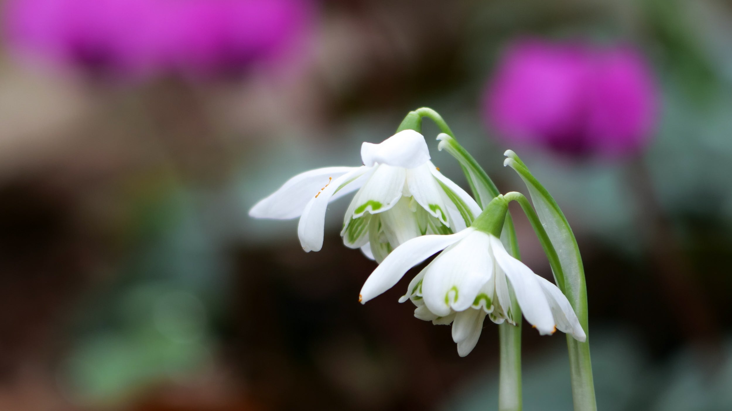 Where to see snowdrops | National Trust