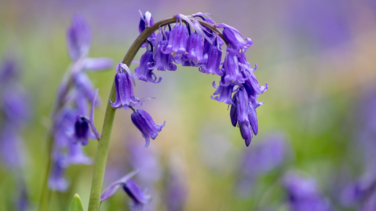 Bluebells at Ashridge Estate |Hertfordshire | National Trust