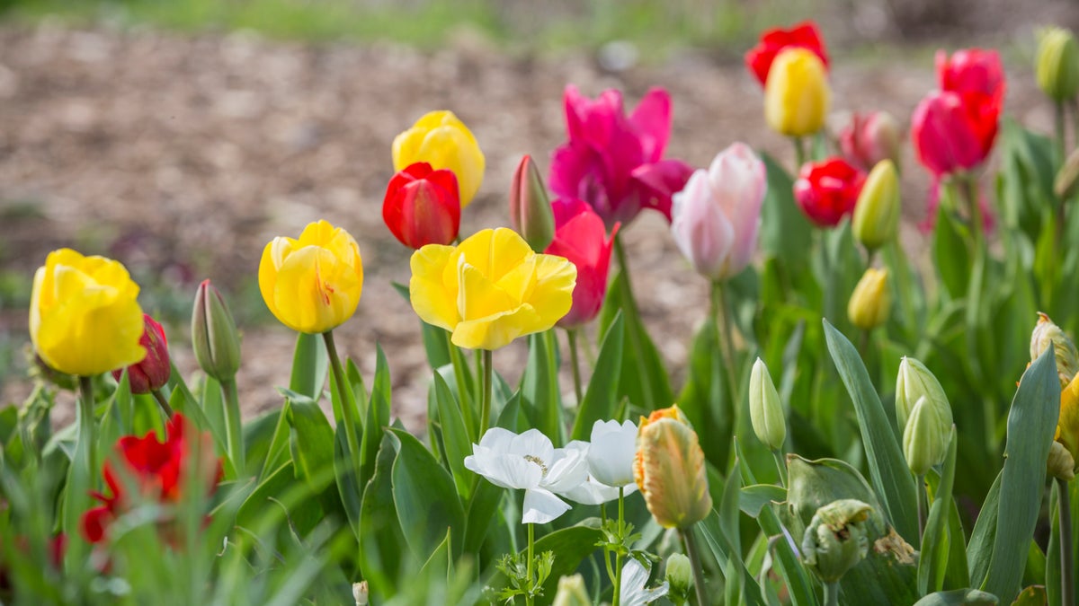 The garden: Osterley Park & House │ London | National Trust