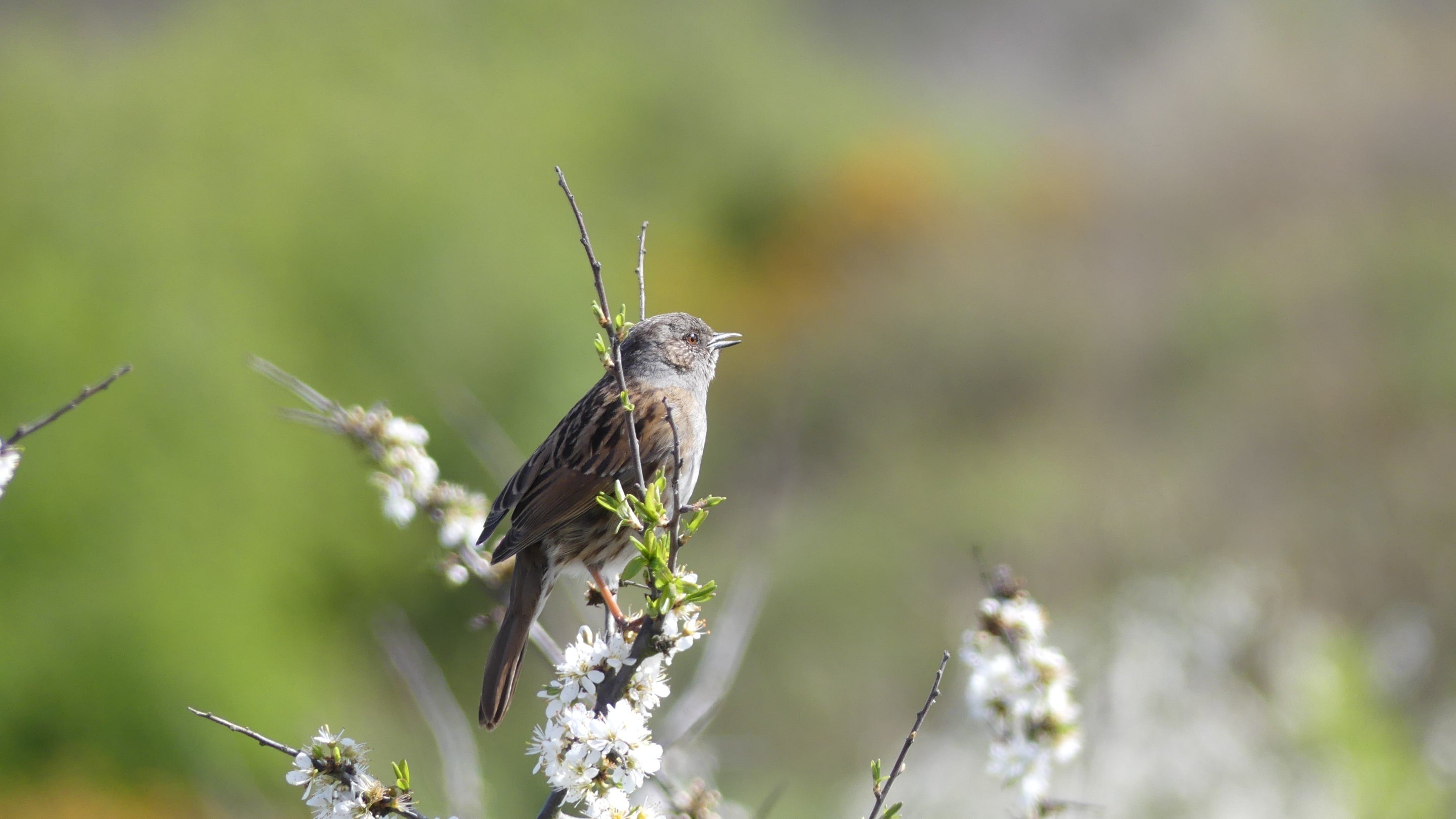 Our guide to UK bats | National Trust