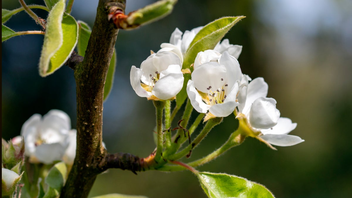 [Festival of Blossom] | [Wiltshire] | National Trust