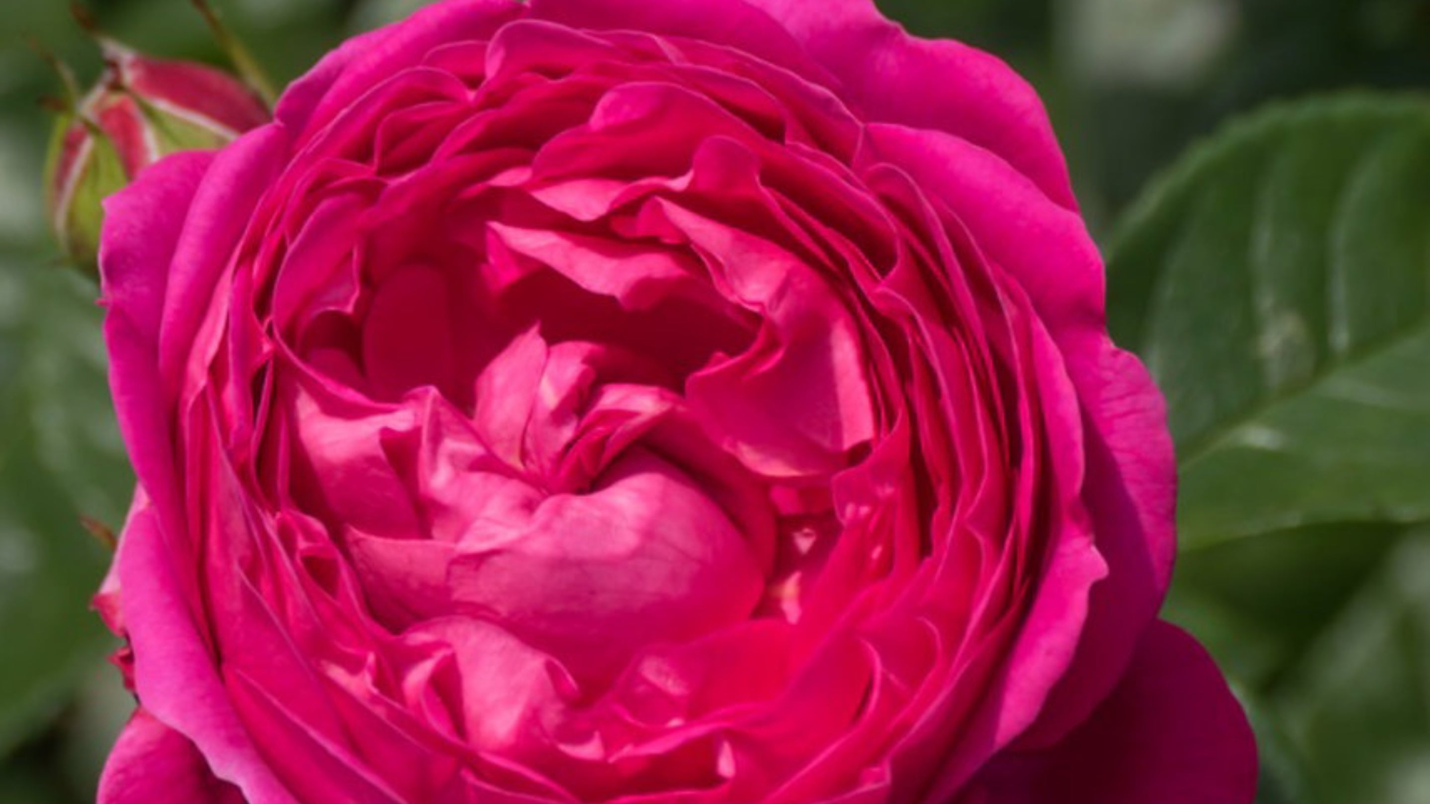Best National Trust rose gardens | National Trust