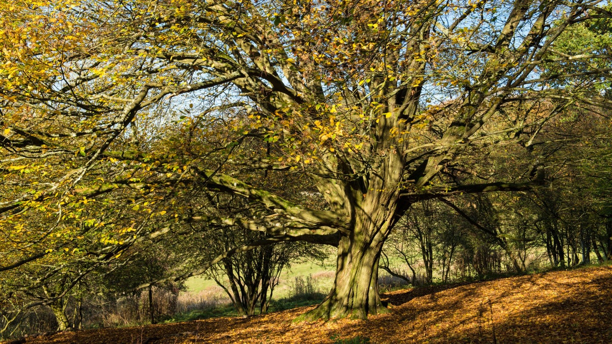Top walks in Bath and Bristol | National Trust