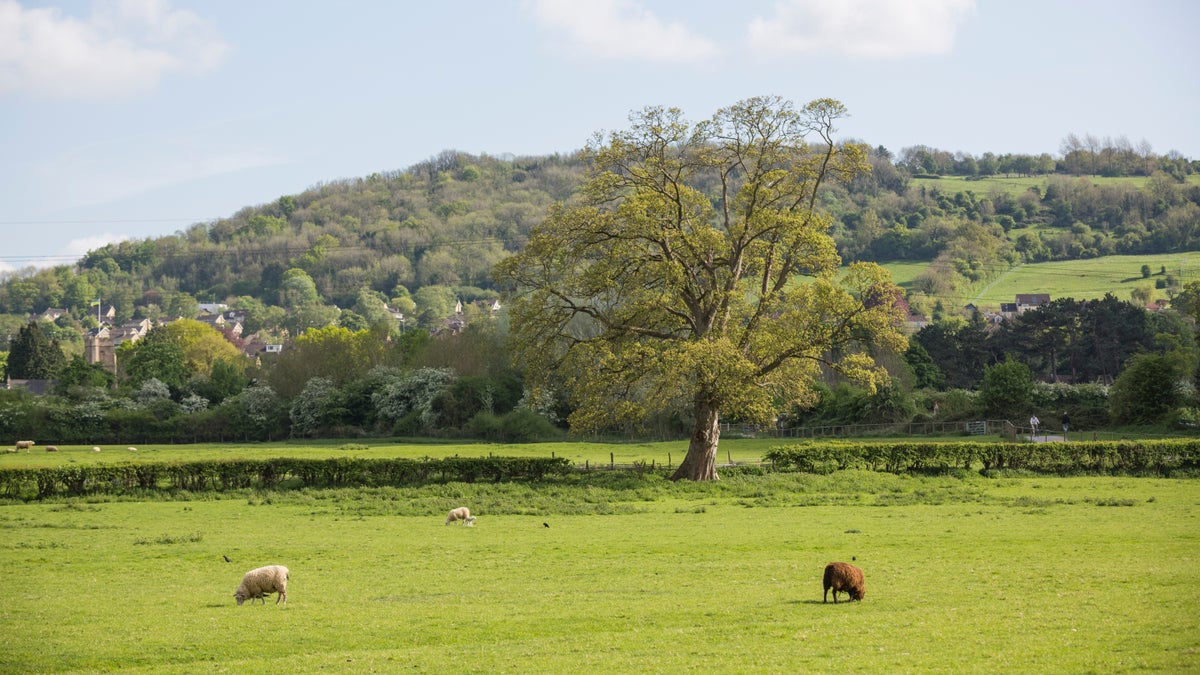 Bathampton Meadows | Somerset | National Trust