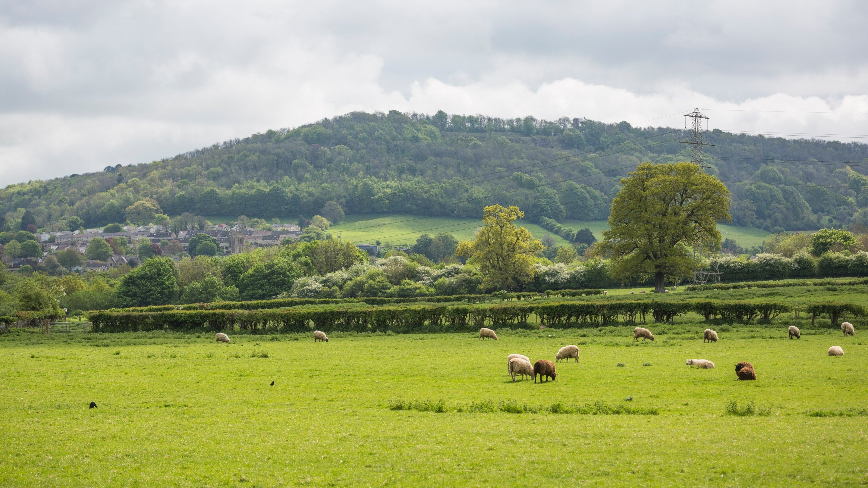 Bathampton Meadows | Somerset | National Trust
