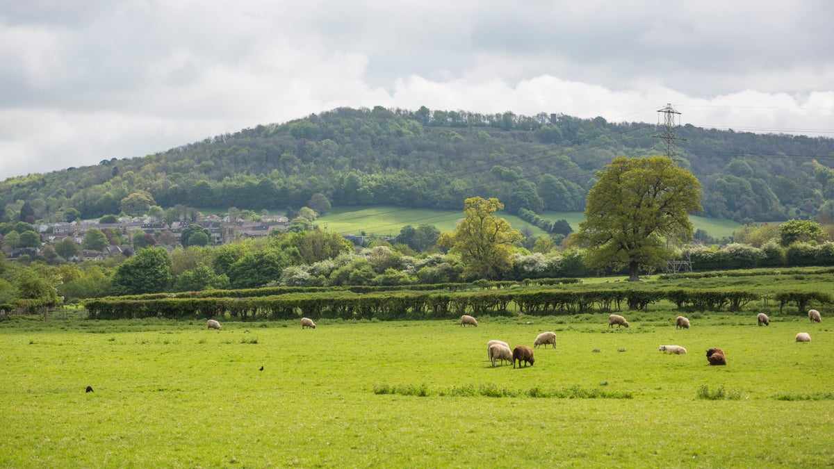 Things to see and do at Bathampton Meadows | National Trust