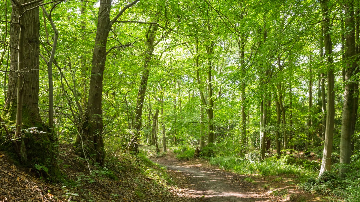 Leigh Woods | Somerset | National Trust
