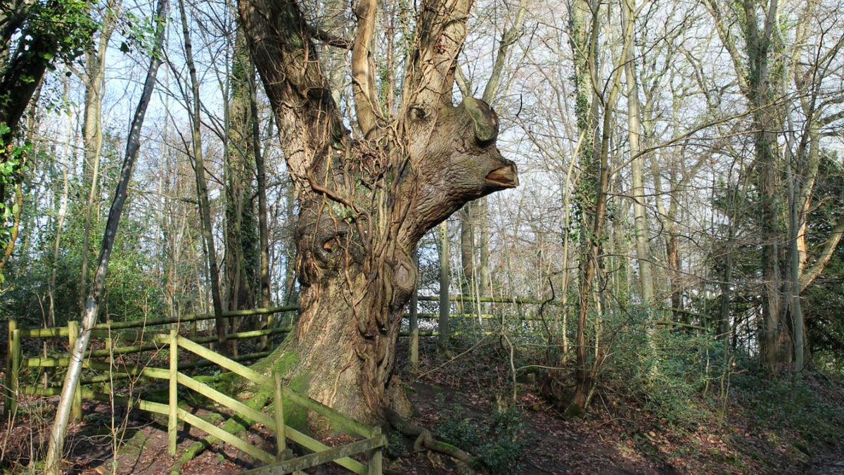 Leigh Woods veteran tree walk | National Trust