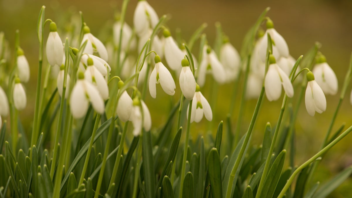 Visit Wallington's garden | Northumberland | National Trust