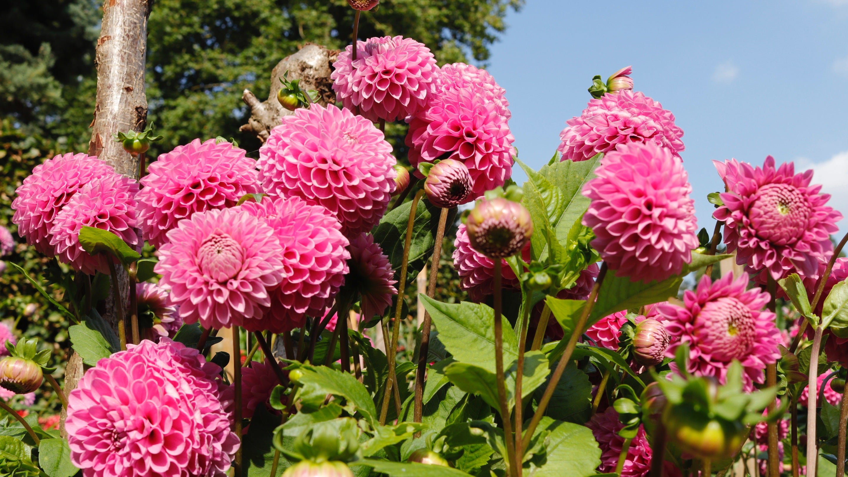 Anglesey Abbey's garden | Cambridgeshire | National Trust