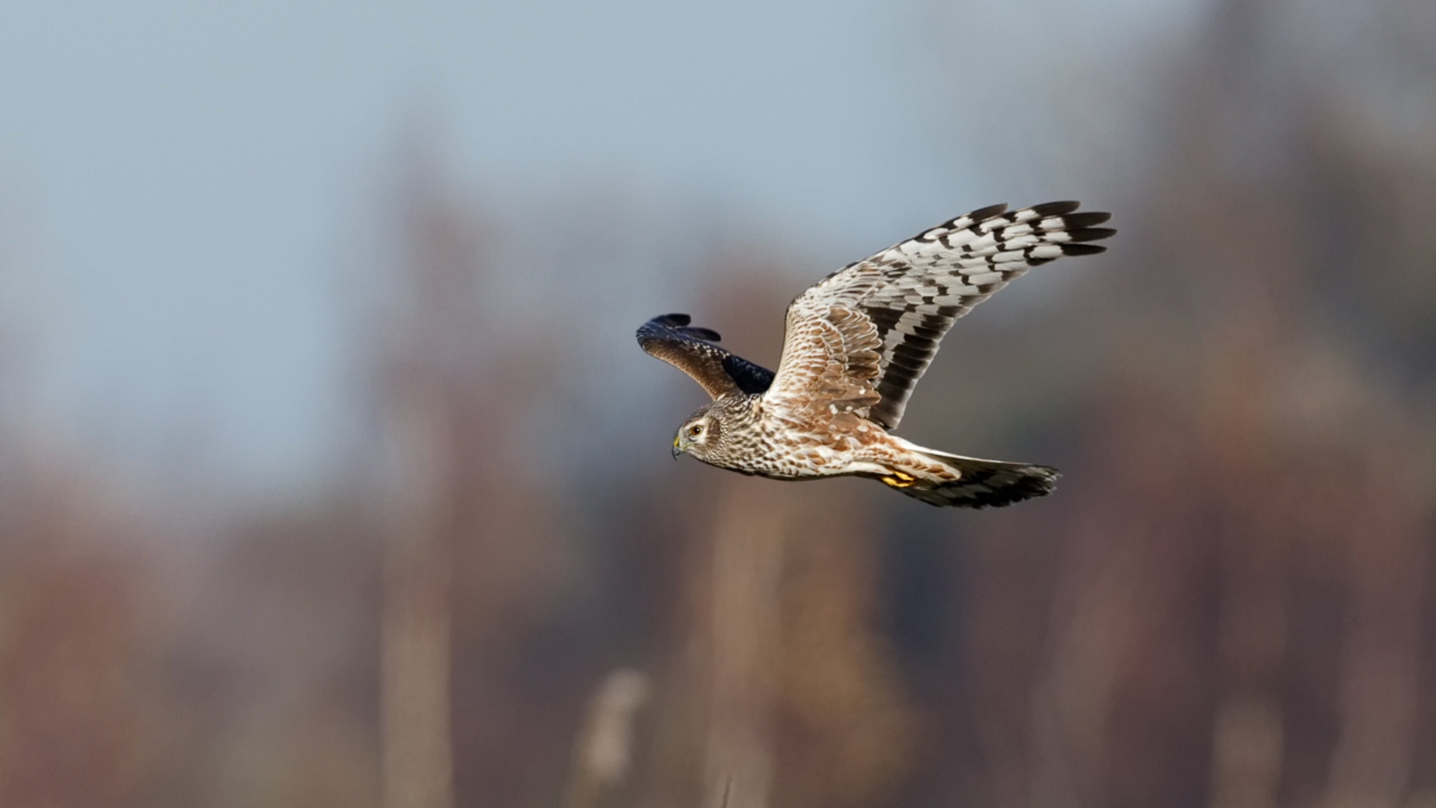 Wildlife at Wicken Fen | Cambridgeshire | National Trust