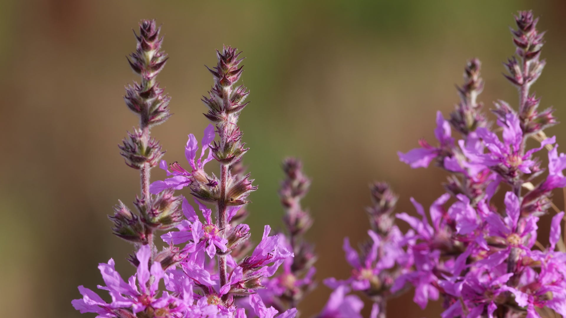 Wildlife at Wicken Fen | Cambridgeshire | National Trust