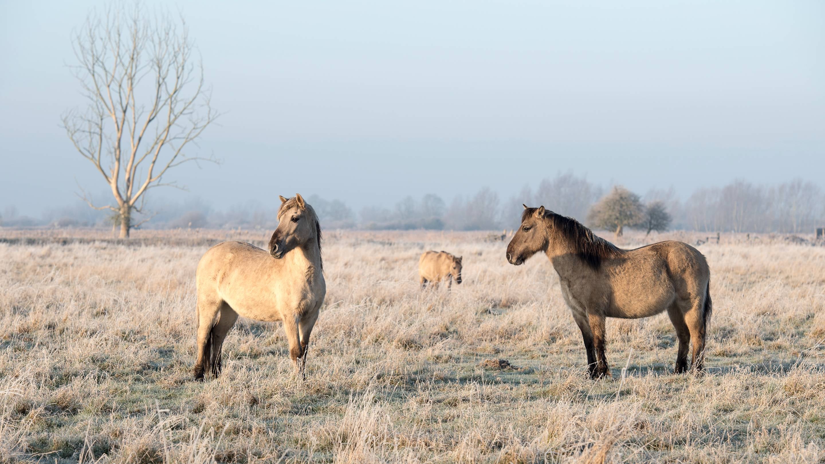 Wicken Fen National Nature Reserve | Cambs | National Trust