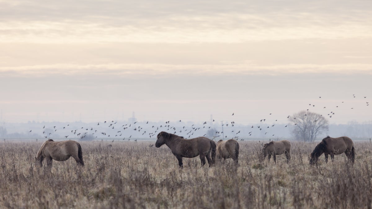 Wicken Fen wildlife walk | Cambridgeshire | National Trust