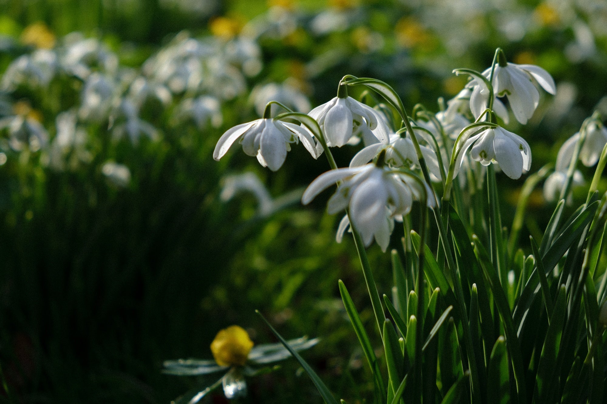 Visiting Wimpole Hall | Cambridgeshire | National Trust