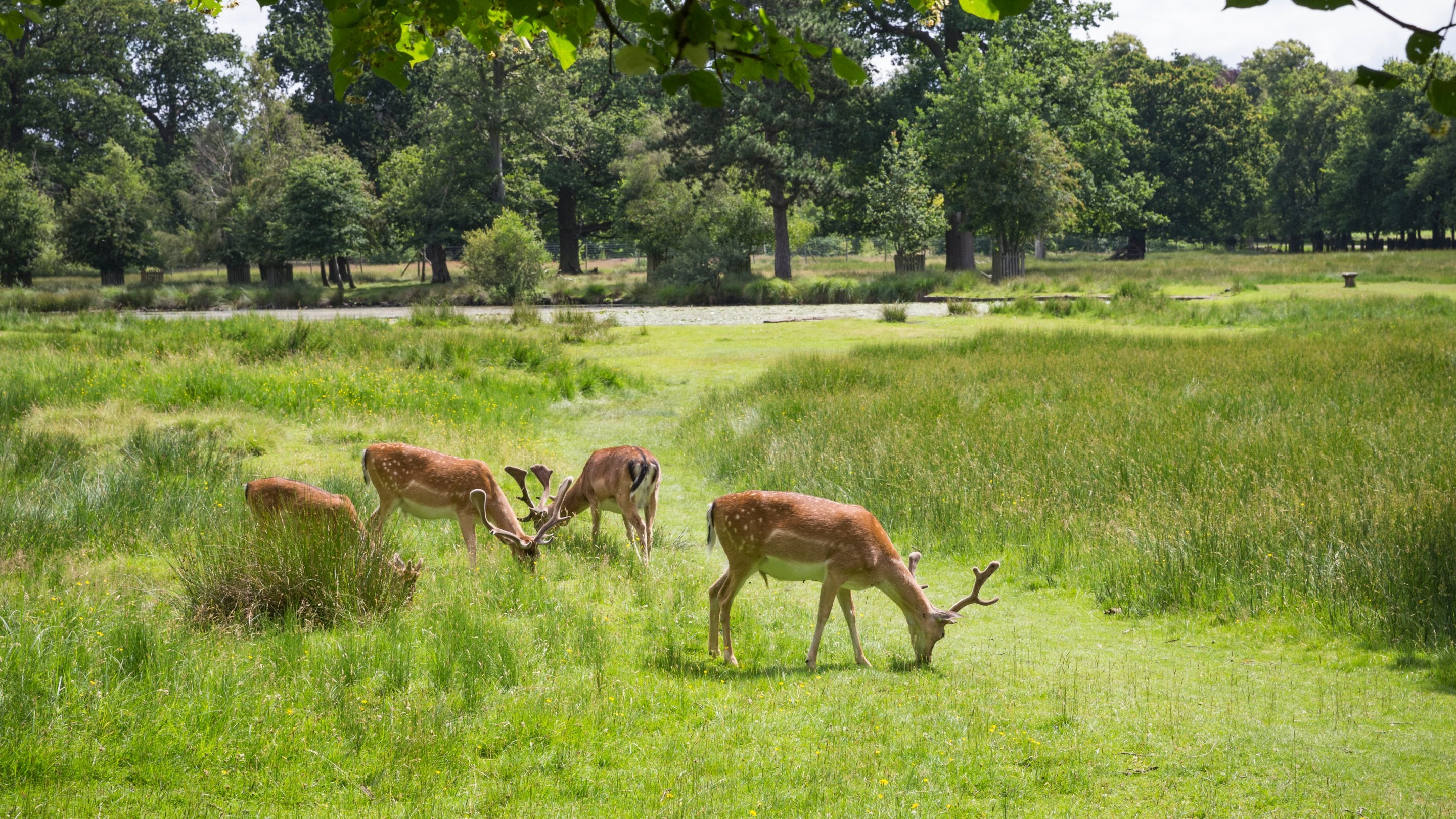 Top parklands to explore | National Trust