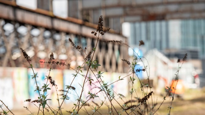 Visiting Castlefield Viaduct | Manchester | National Trust