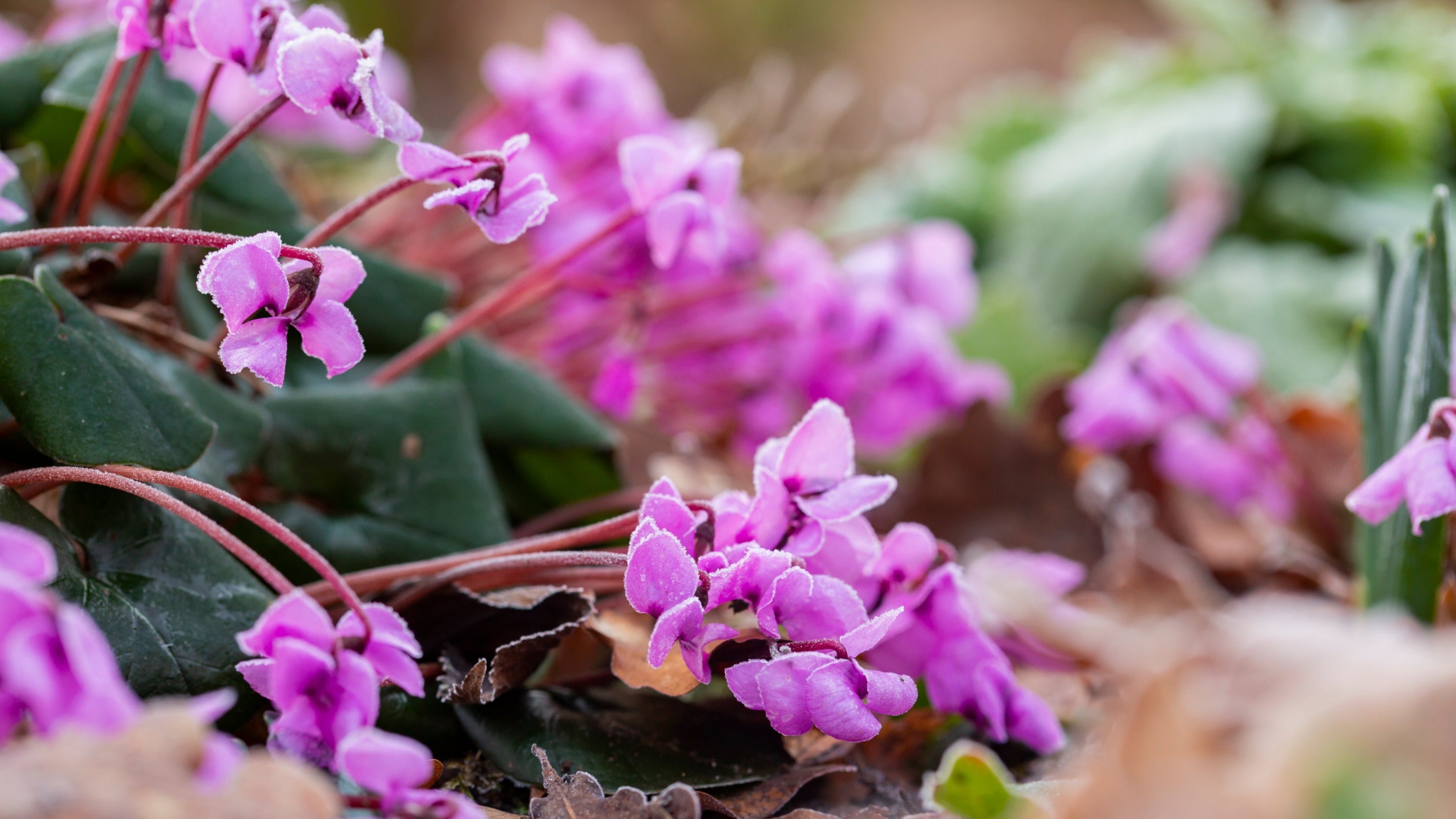 Dunham Massey’s garden | Greater Manchester | National Trust