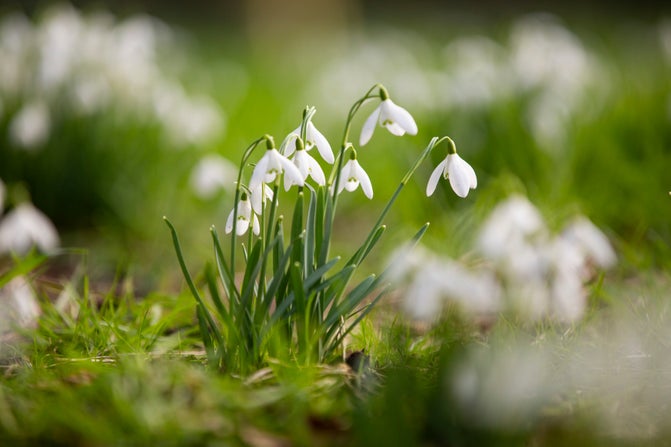 Dunham Massey’s garden | Greater Manchester | National Trust