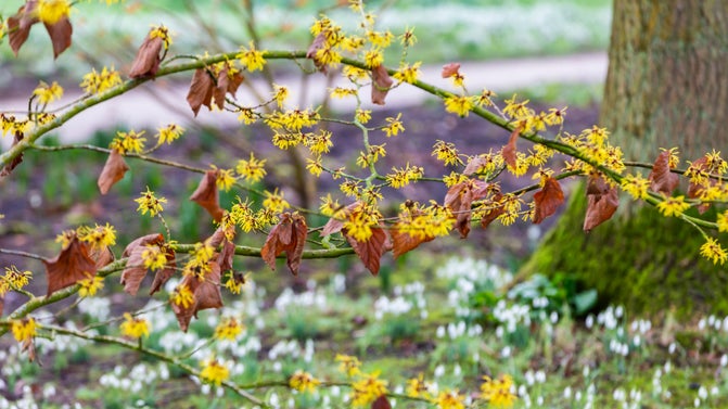 Dunham Massey’s garden | Greater Manchester | National Trust