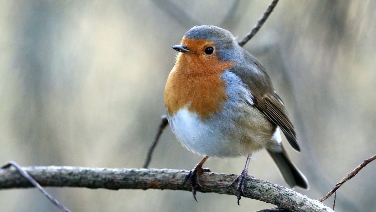 Hare Hill | Cheshire | National Trust